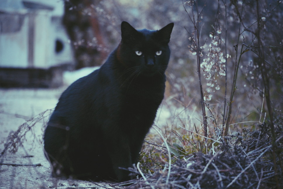 Chat noir : superstition, croyances et histoire de ce porte-malheur