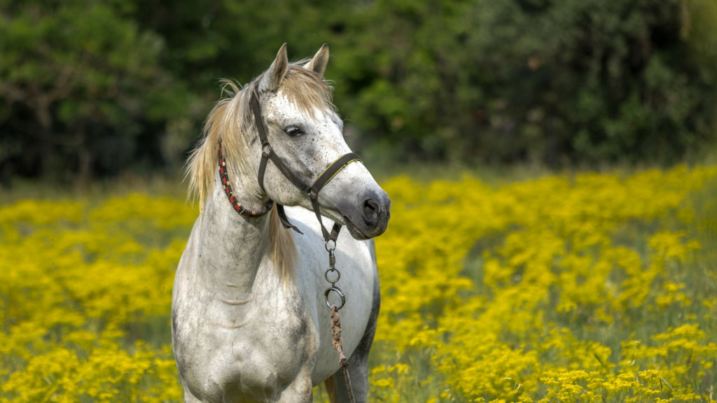 Comment estimer le poids de son cheval