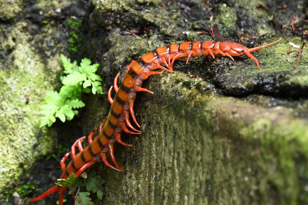 Comment se protéger du scolopendre géant dans la nature