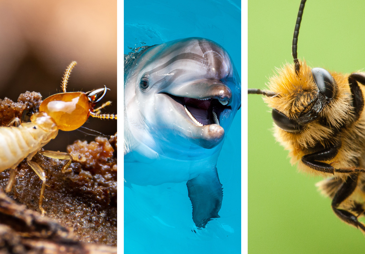 Top 10 des animaux infatigables du monde animal